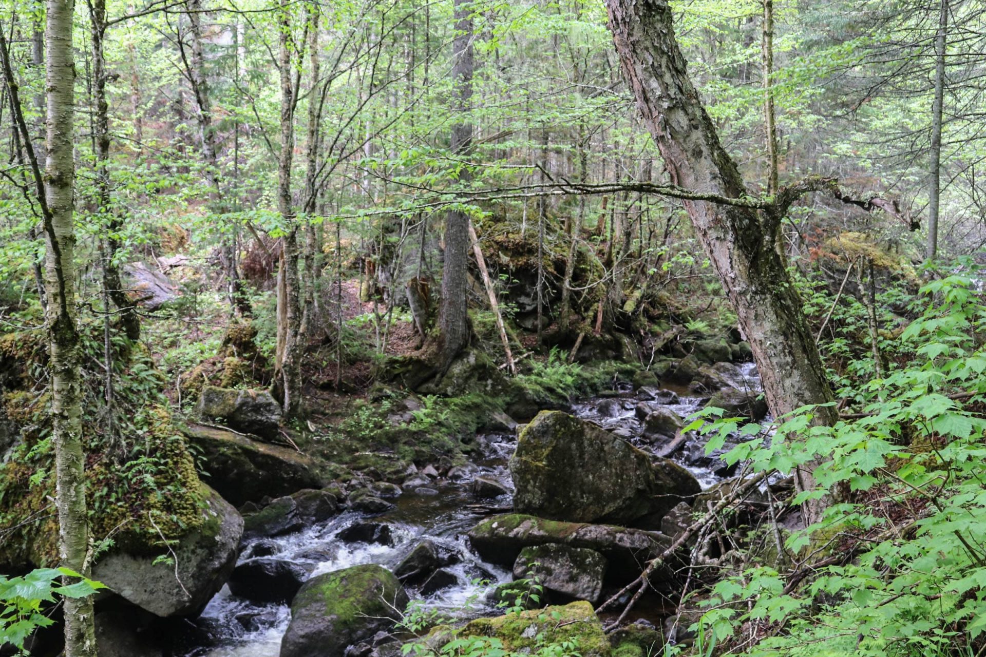 Le Scotora, randonnée au parc Jacques Cartier au Québec